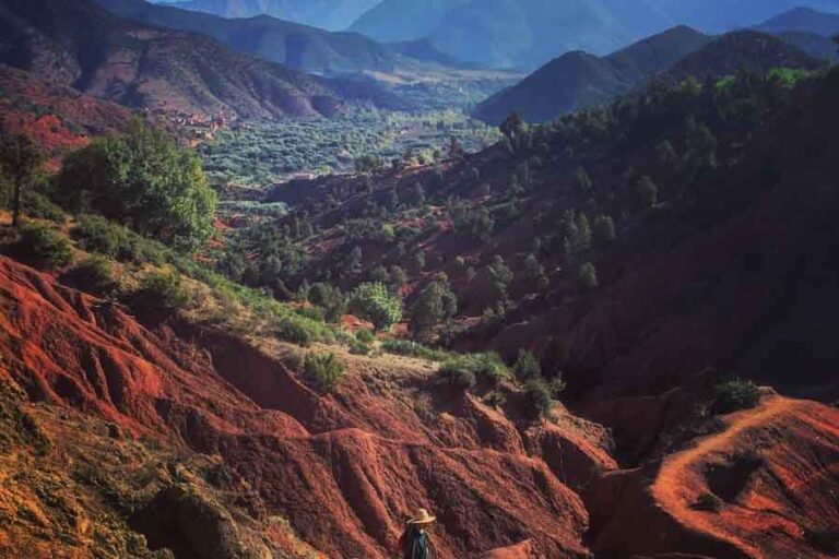 Are There Bears In Africa Or Not? (Do African Bears Exist?)