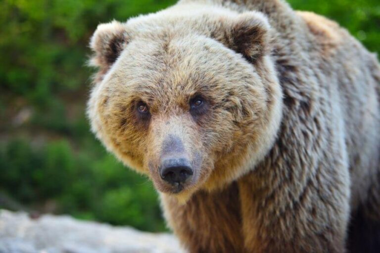 Can Bears Be Domesticated Or Not? | Misfit Animals