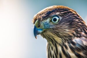 How Good Is A Hawk's Vision? (How They See The World)