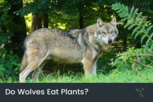 Do Wolves Eat Plants & Vegetables, Or Only Meat?