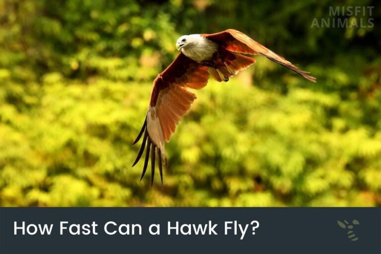 How Fast Can A Hawk Fly? Maximum Speed & Ordinary Flight