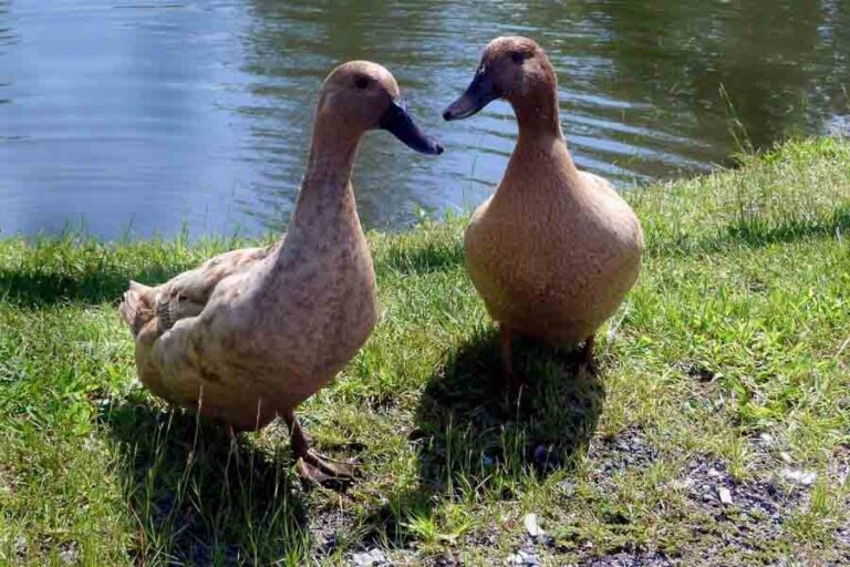 Ducks Lifespan: How Long Do Ducks Live? | Misfit Animals