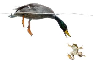 How Do Ducks Float? (The Scientific Explanation)