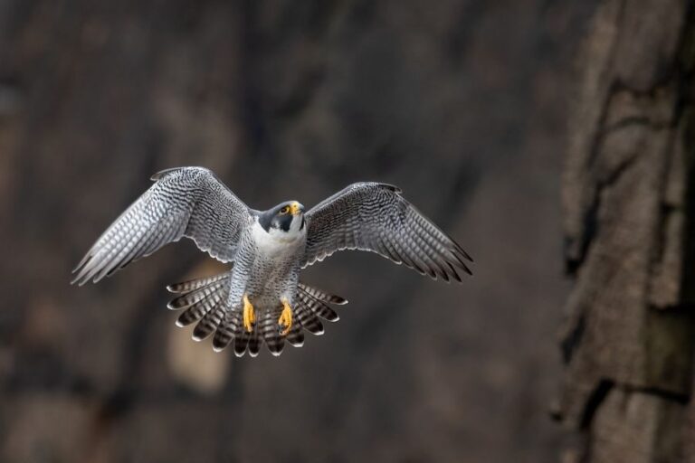 Where Do Peregrine Falcons Live? | Habitat & Distribution