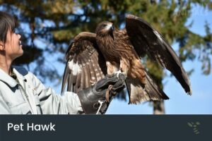Can You Own A Pet Hawk & What Do They Cost To Keep?