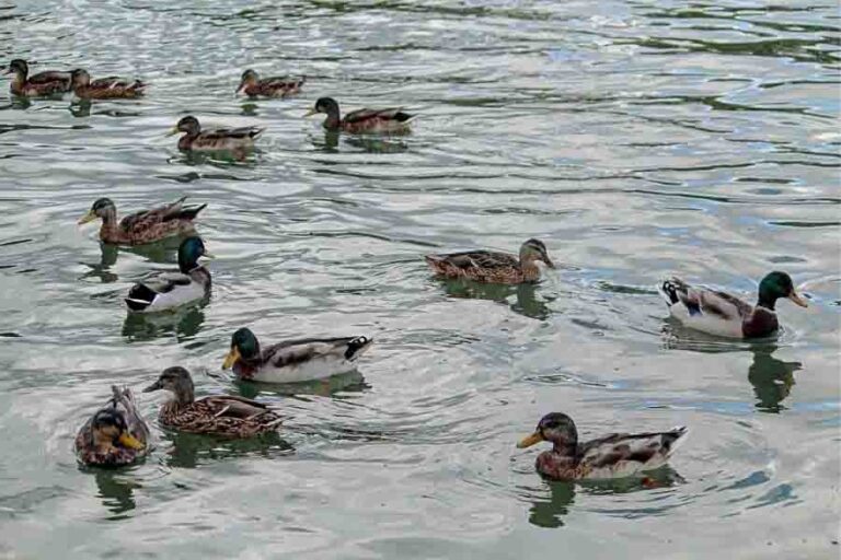 What Is A Group Of Ducks Called? (Raft, Team, Fleet & More)