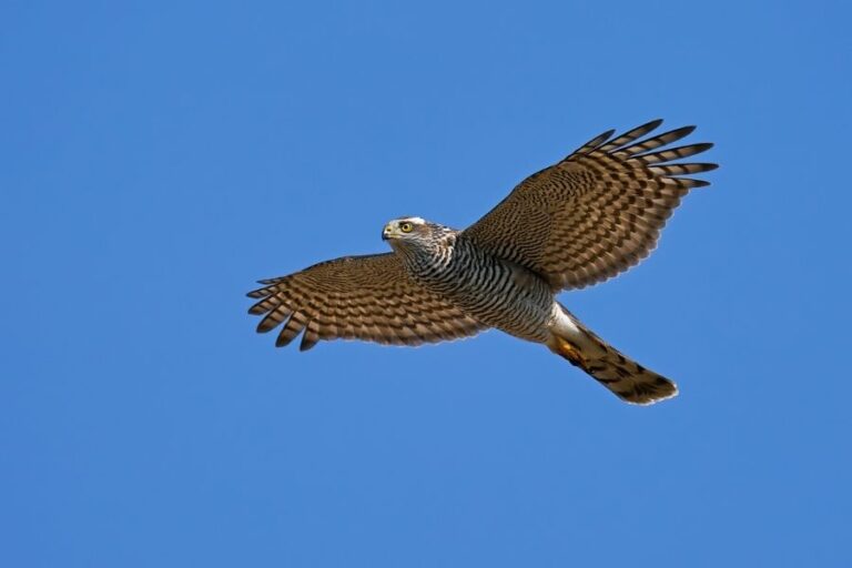 How Fast Can A Hawk Fly? Maximum Speed & Ordinary Flight