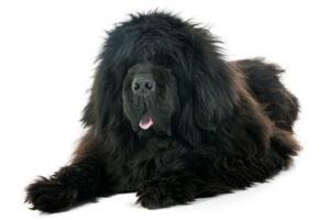 Wolf Vs. Mastiff Comparison: Size, Strength & More