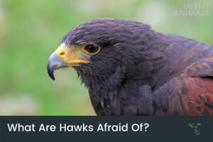 What Are Hawks Afraid Of? (Predators & Repellants)