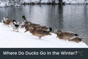 Where Do Ducks Go In The Winter? (Do They Migrate?)