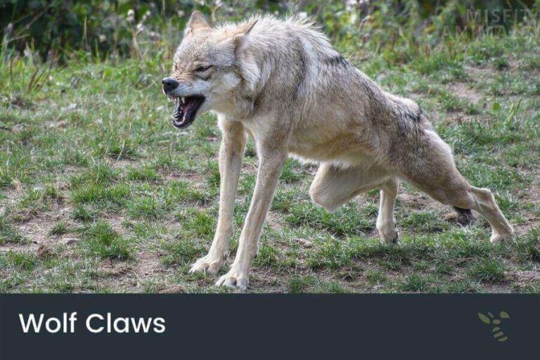 Wolves | Misfit Animals