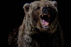 What Sound Does A Bear Make? (Bear Vocalizations)