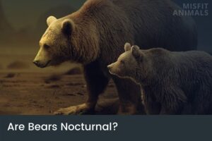 Are Bears Nocturnal, Diurnal, Or Crepuscular? Daily Activity