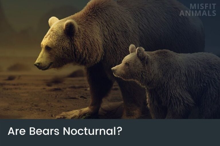 Are Bears Nocturnal, Diurnal, Or Crepuscular? Daily Activity
