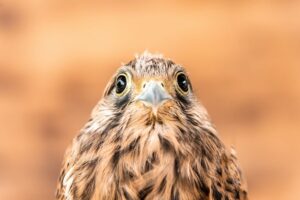 Baby Hawks: What Are They Called & What Do They Look Like?