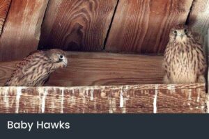 Baby Hawks: What Are They Called & What Do They Look Like?