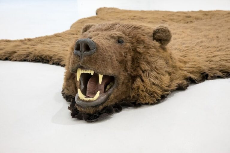 Do People Eat Bears & What Is Bear Meat Called?
