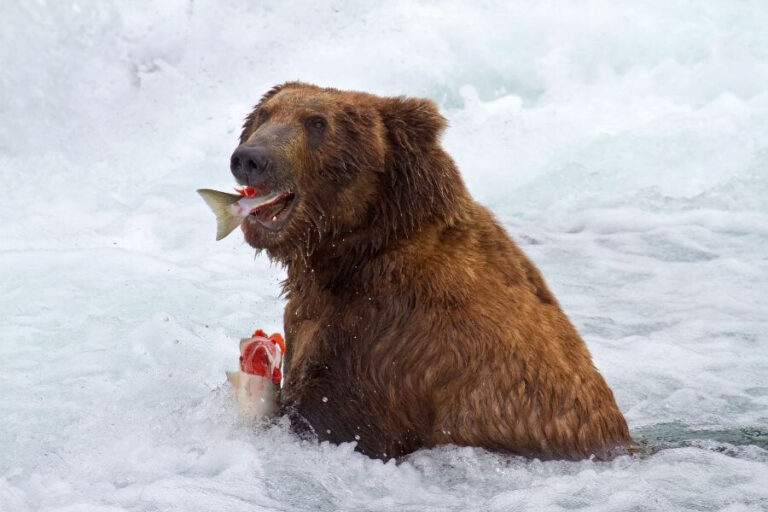 What Do Bears Eat? (Full List Of A Bears Diet)