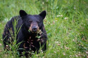 What Do Bears Eat? (Full List Of A Bears Diet)