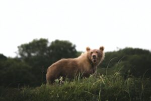 Do Bears Eat Wolves & Vice Versa? | Misfit Animals