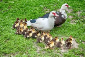 Baby Ducks & How To Raise Them (Guide To Duck Care)