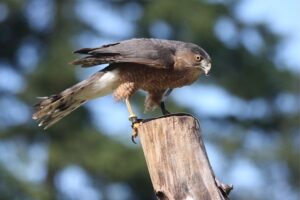 How Fast Can A Hawk Fly? Maximum Speed & Ordinary Flight