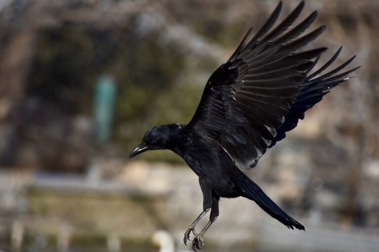 Energetic Animals: 11 Of The Most Hyperactive Animals