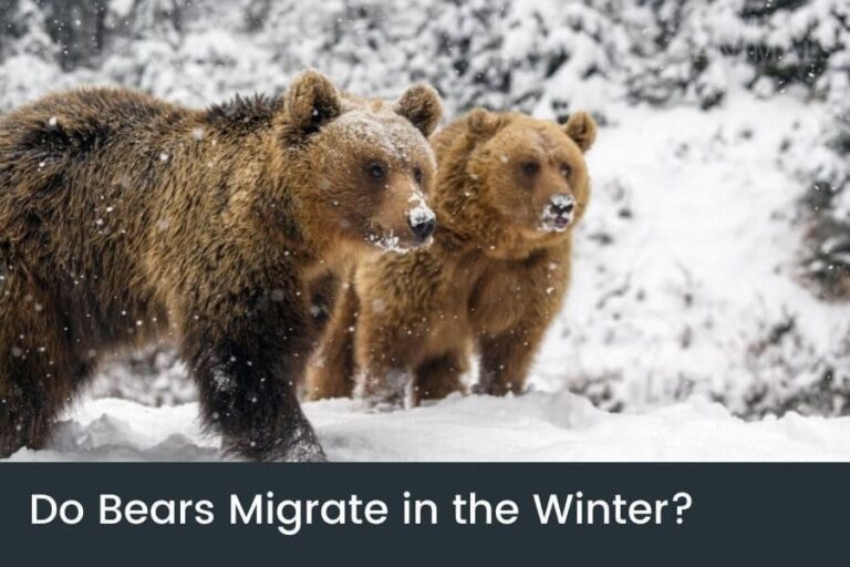 Where Do Bears Sleep? (At Night & During Hibernation)