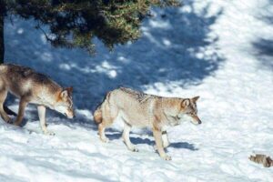 How Does A Wolf Pack Travel? (Line Up From Strong To Weak)