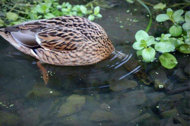 How Long Can Ducks Stay Underwater? | Misfit Animals