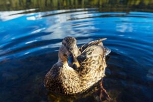 How Do Ducks Float? (The Scientific Explanation)