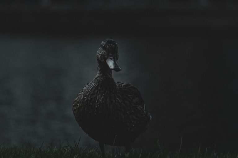 Where & How Do Ducks Sleep? (The Adaptable Sleepers)