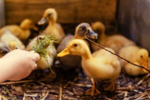 Baby Ducks & How To Raise Them (Guide To Duck Care)