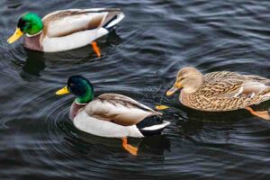 How Do Ducks Float? (The Scientific Explanation)
