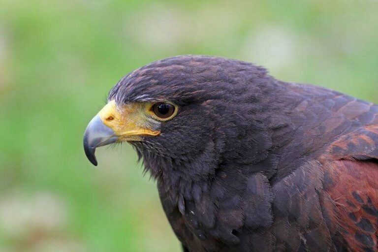 How Good Is A Hawk's Vision? (How They See The World)