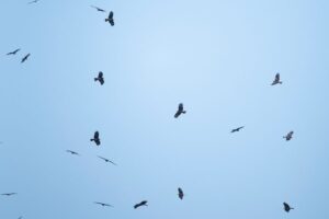 Why Do Hawks Circle Their Prey? | Hawks & Thermals