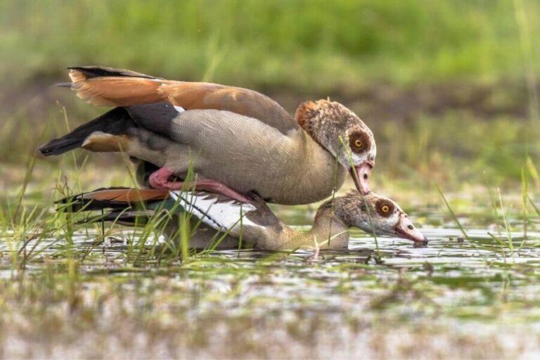 How Do Ducks Mate? (The Horrifying Facts) | Misfit Animals