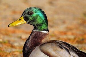 Why Do Ducks Have Feathers? (Natural Adaptations Explained)