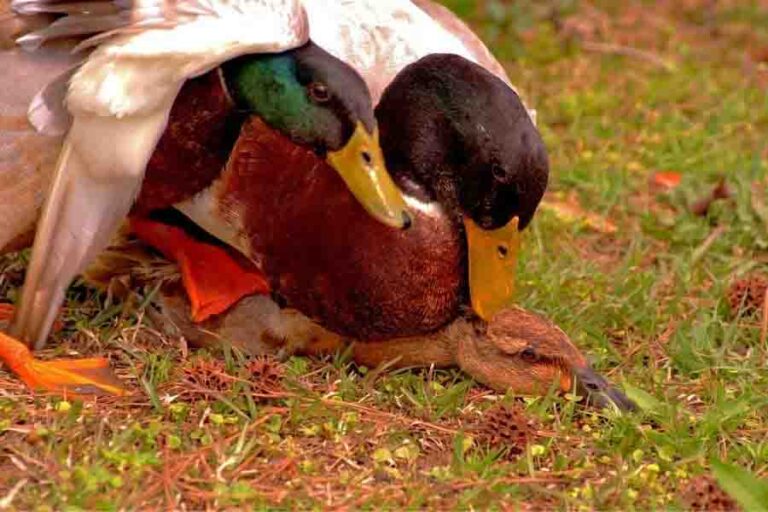How Do Ducks Mate? (The Horrifying Facts) | Misfit Animals