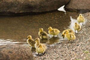Baby Ducks & How To Raise Them (Guide To Duck Care)
