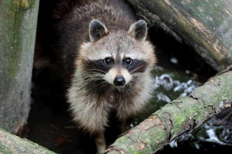 Forest Animals: List Of Animals That Live In The Forest