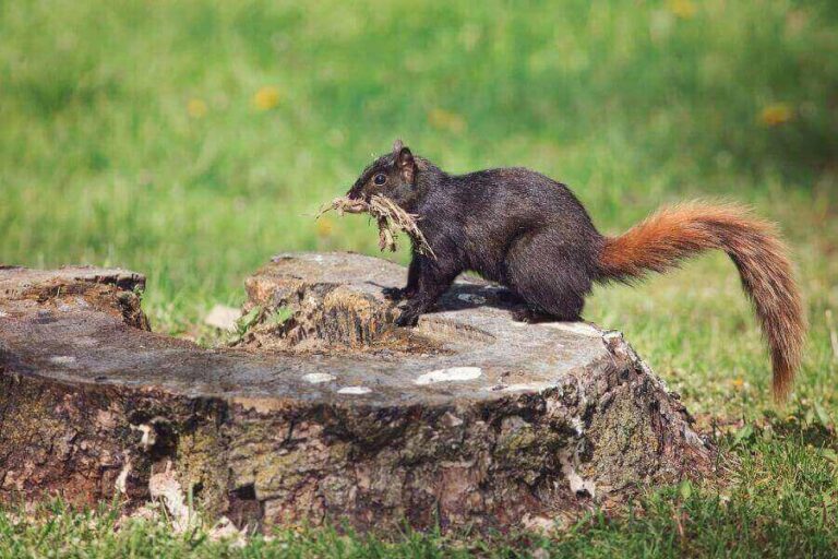 121 Temperate Forest Animals (List) | Misfit Animals