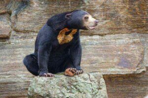 Are There Bears In Australia & Which Ones? | Misfit Animals