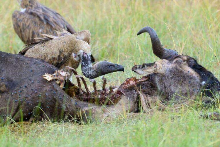 What Eats Bears? (7 Bear Predators) | Misfit Animals