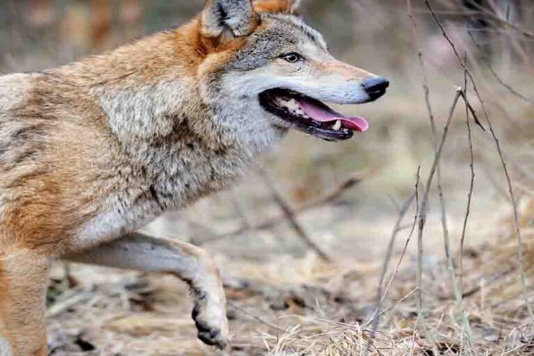 Wolf Claws: What Are Wolves' Claws Used For?