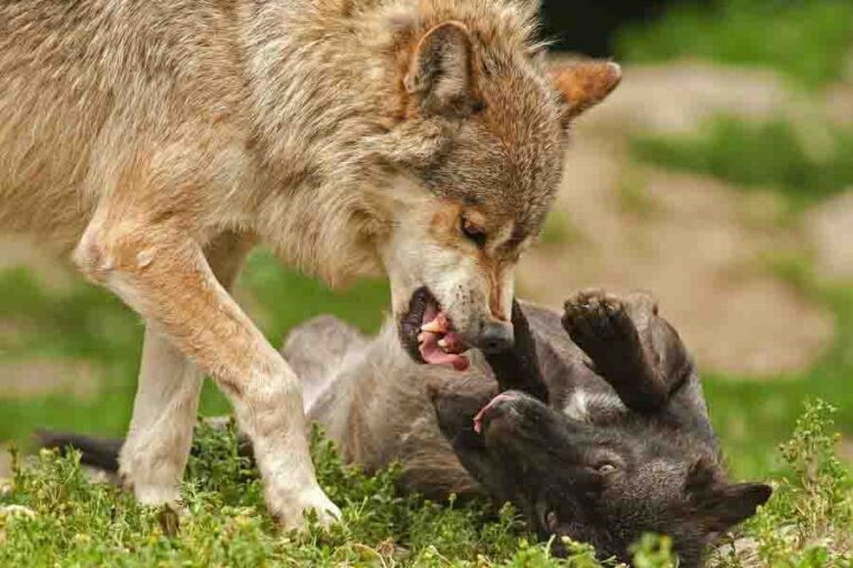 Are Wolves Dangerous To Humans & Pets? | Misfit Animals