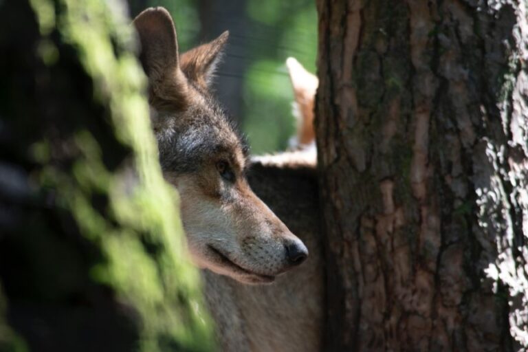 Can Wolves Climb Trees & Do They Ever Do So?