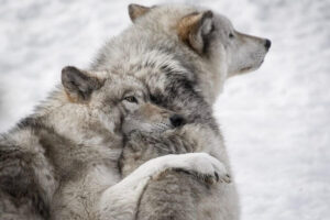 How Many Pups Do Wolves Have? (Wolf Breeding Facts)