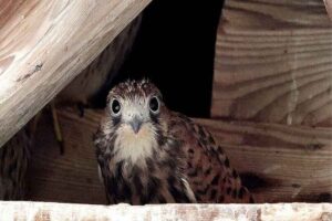 Baby Hawks: What Are They Called & What Do They Look Like?