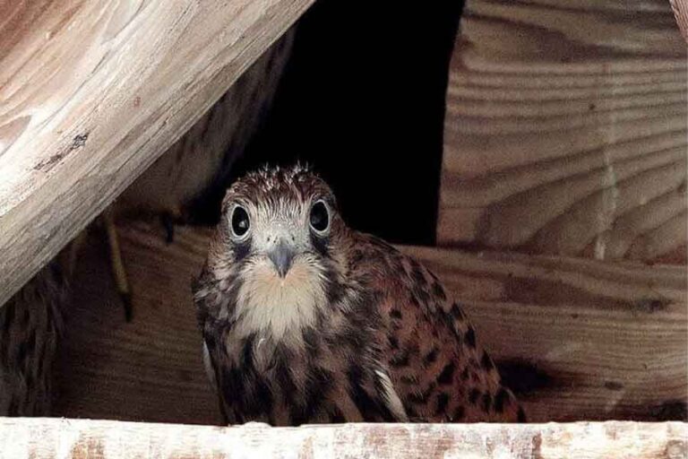 Baby Hawks: What Are They Called & What Do They Look Like?